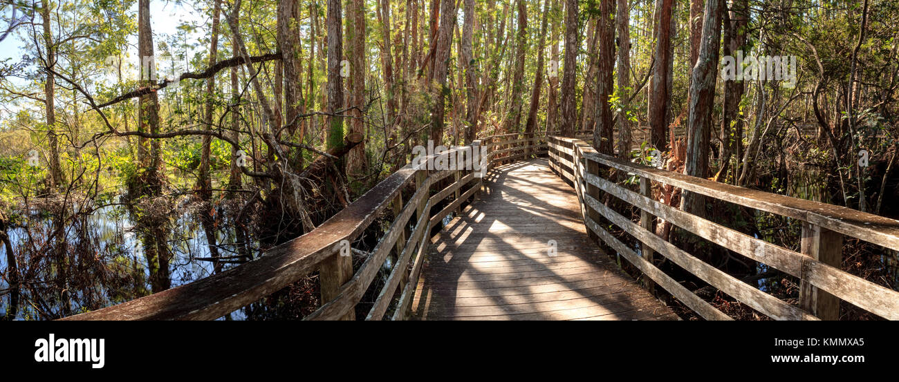 Boardwalk path at Corkscrew Swamp Sanctuary in Naples, Florida through ...