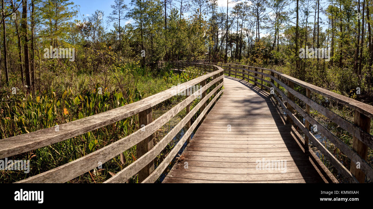Boardwalk path at Corkscrew Swamp Sanctuary in Naples, Florida through ...