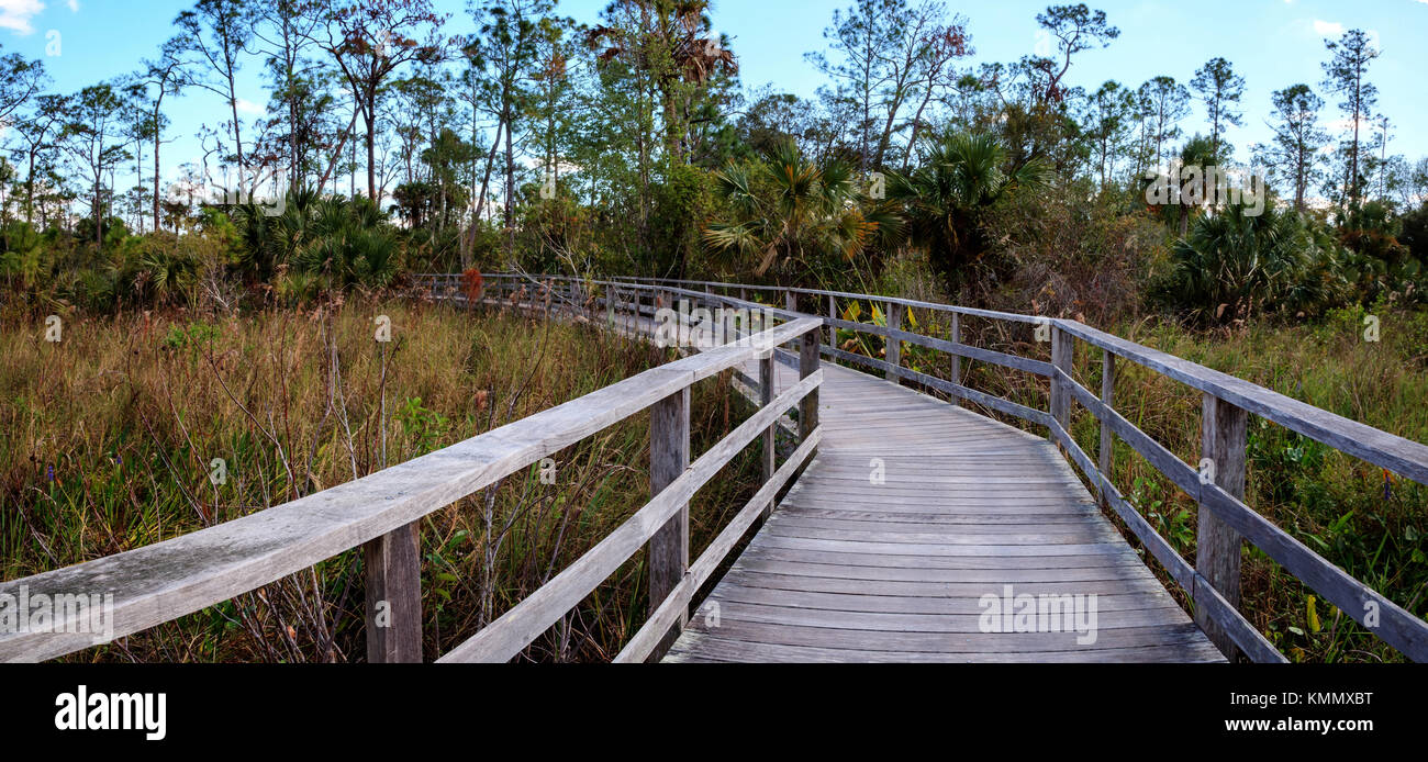 Boardwalk path at Corkscrew Swamp Sanctuary in Naples, Florida through ...