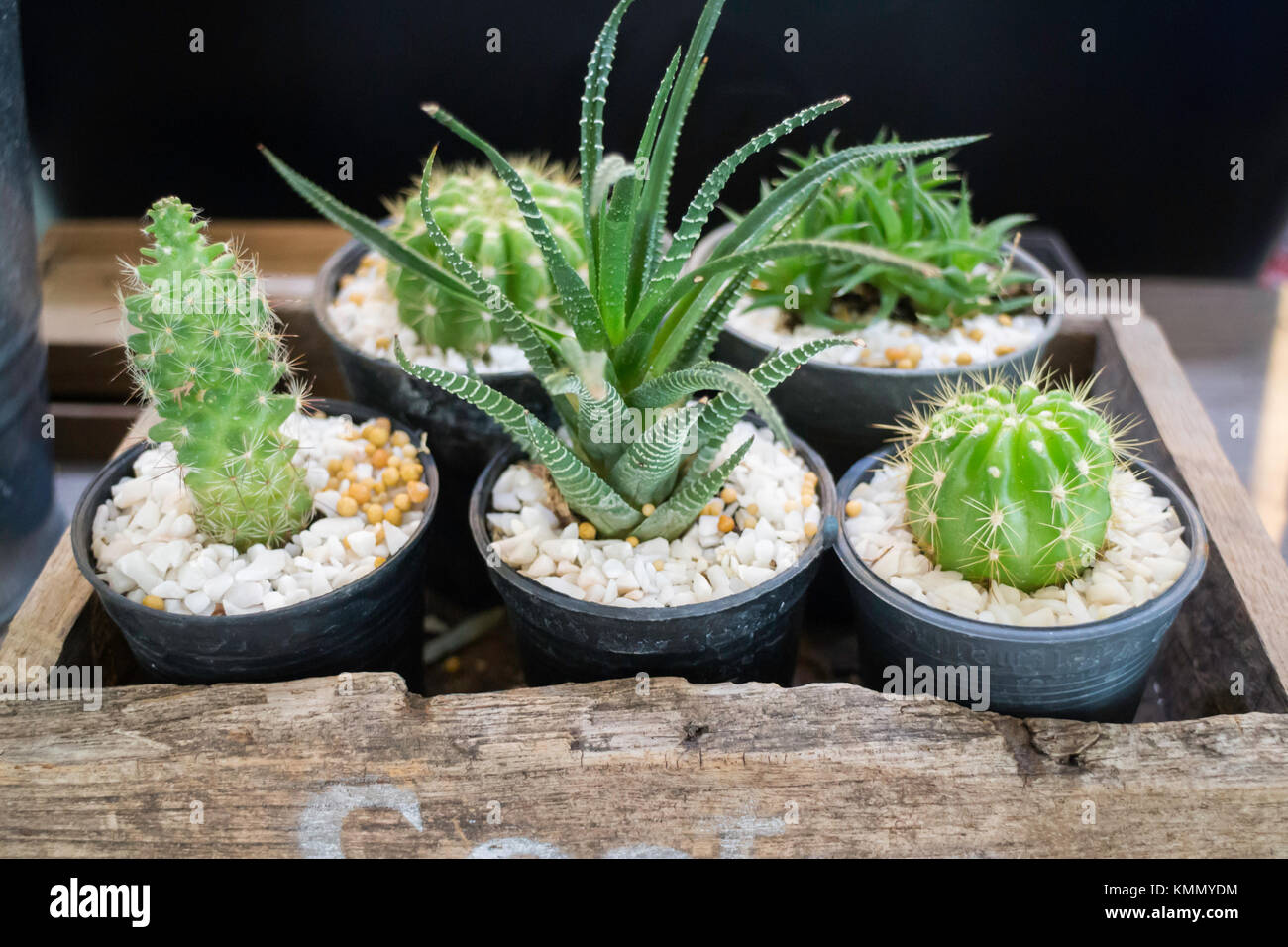 Multiple green cactus pots display on shelve, stock photo Stock Photo ...