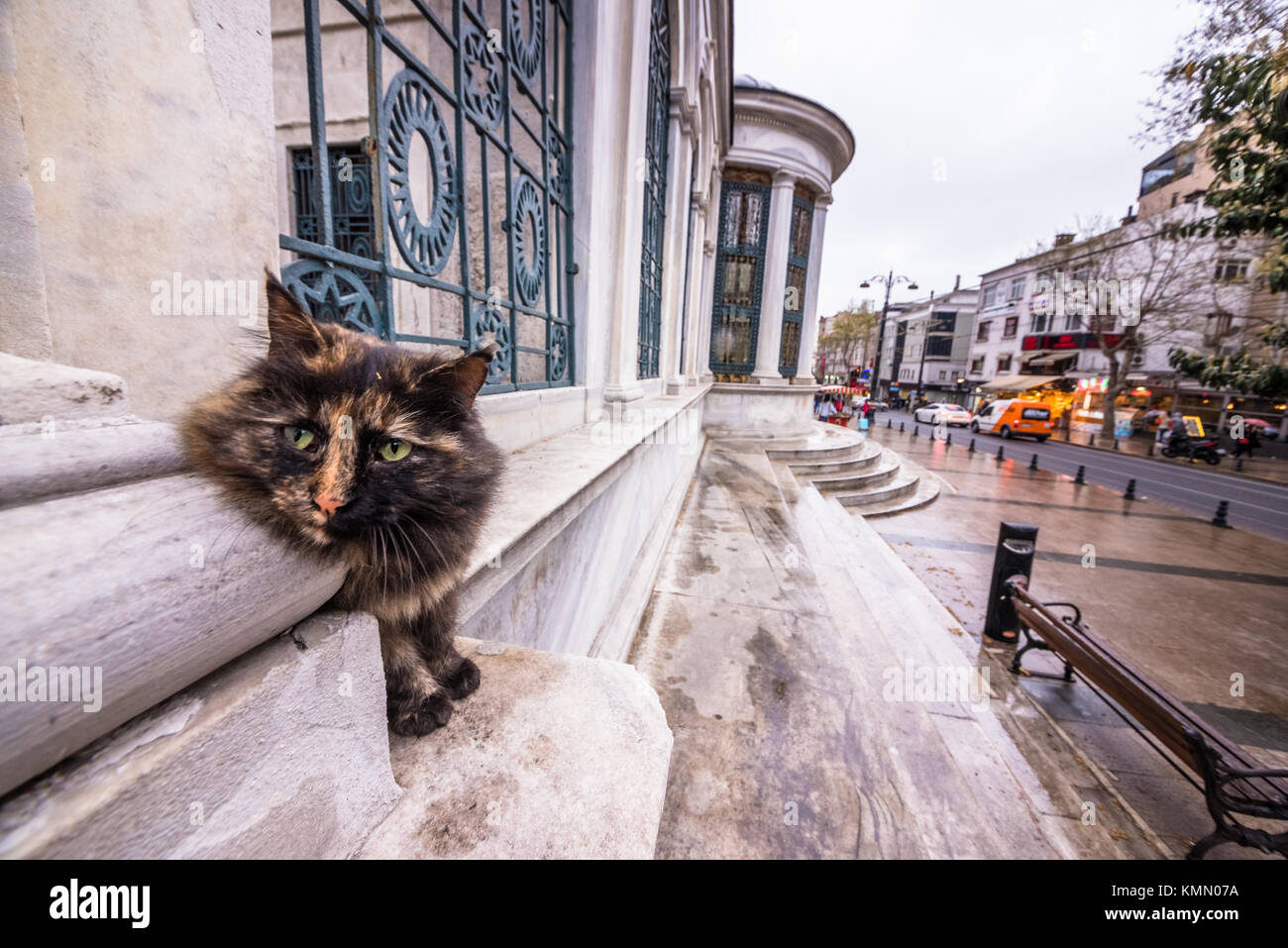 Istanbul homeless cat on the corner of a marble wall of mosque in the ...