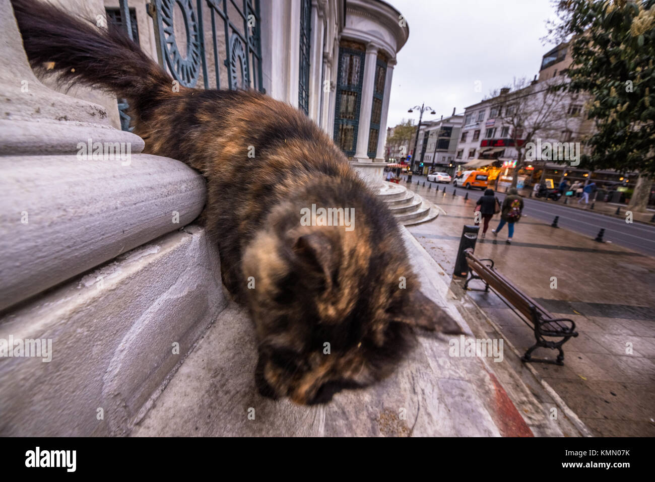 Istanbul homeless cat on the corner of a marble wall of mosque in the ...
