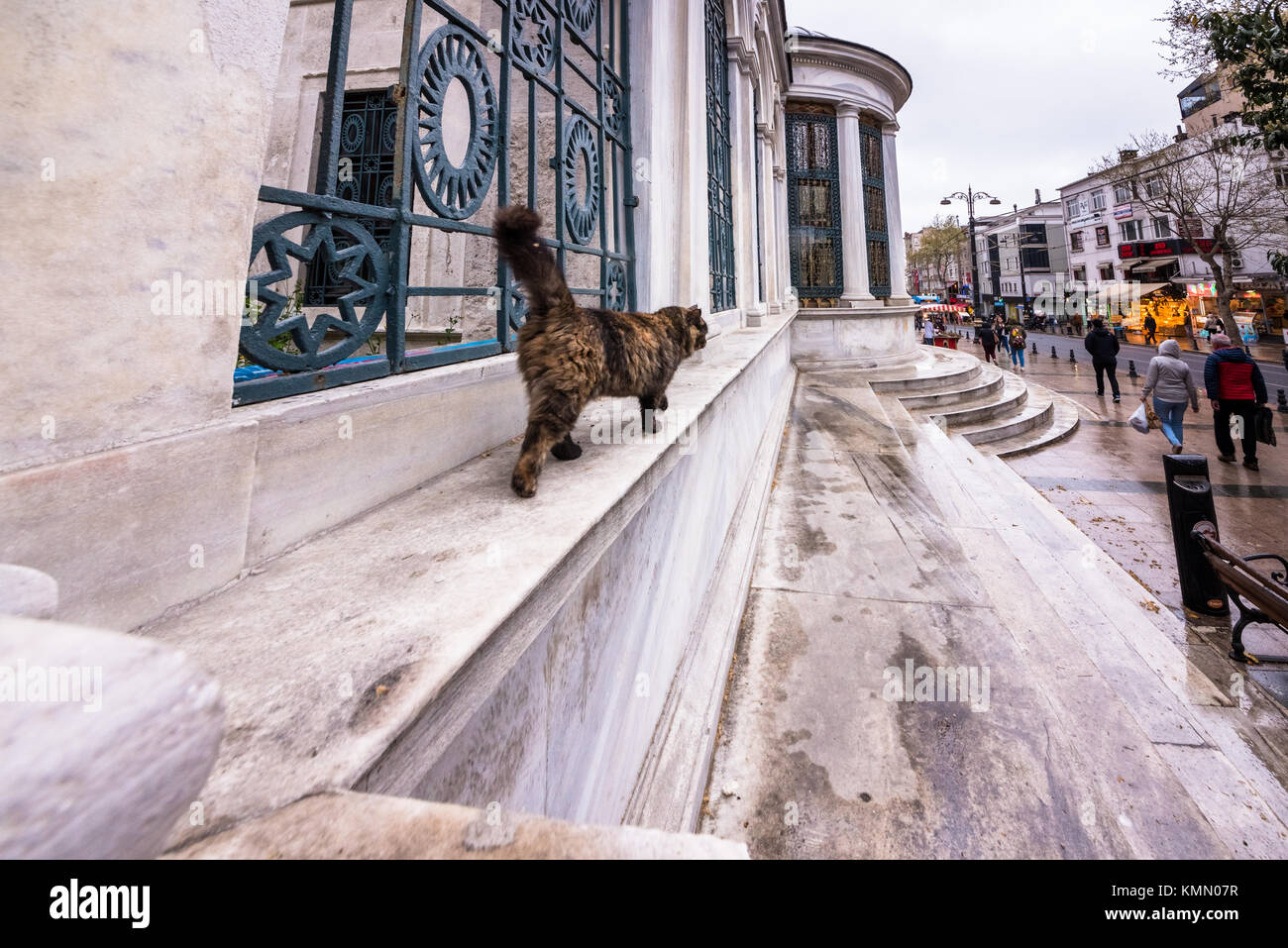 Istanbul homeless cat on the corner of a marble wall of mosque in the ...