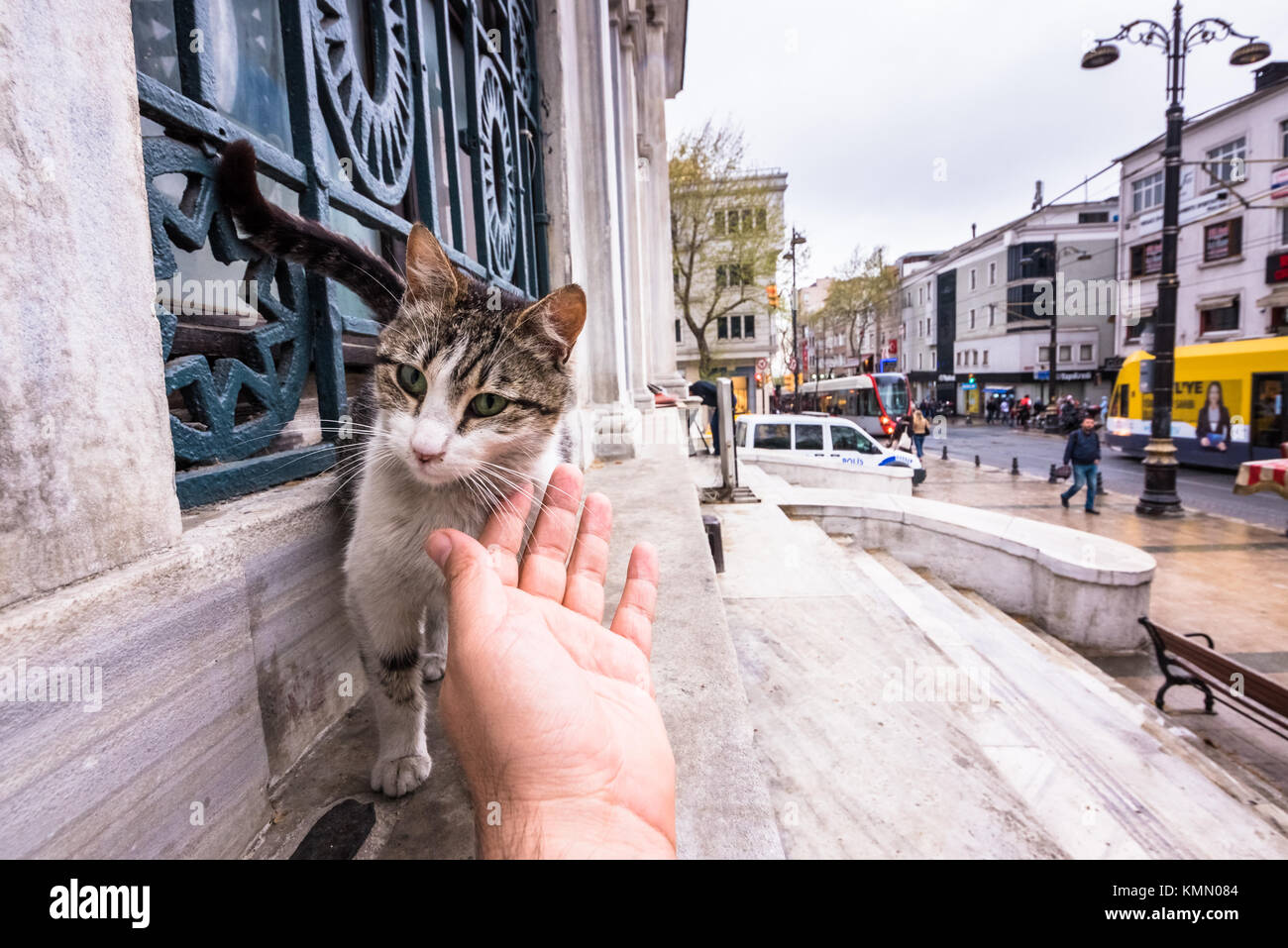 Man hand touching Istanbul homeless cat on the corner of a marble wall ...