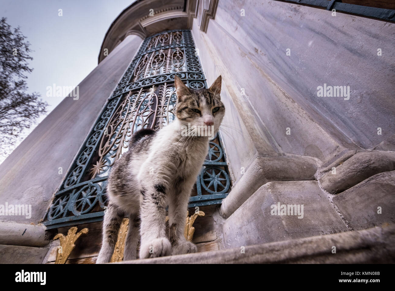 Istanbul homeless cat on the corner of a marble wall of mosque in the ...