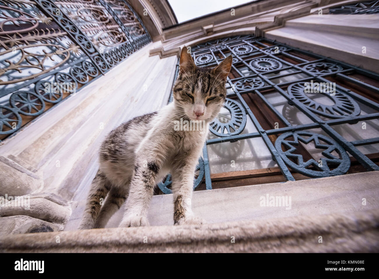 Istanbul homeless cat on the corner of a marble wall of mosque in the ...