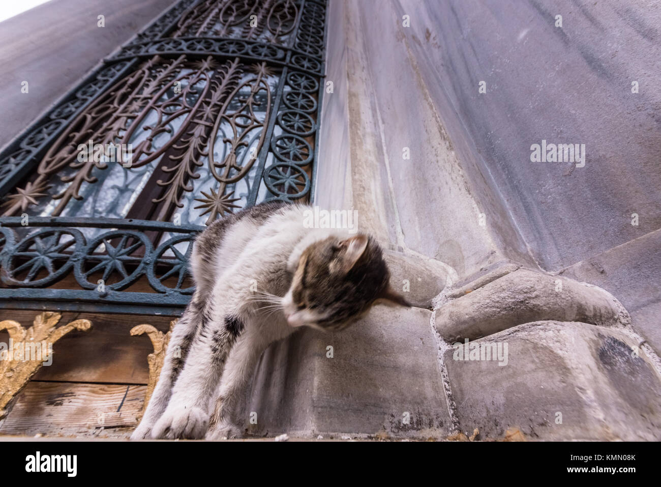 Istanbul homeless cat on the corner of a marble wall of mosque in the ...