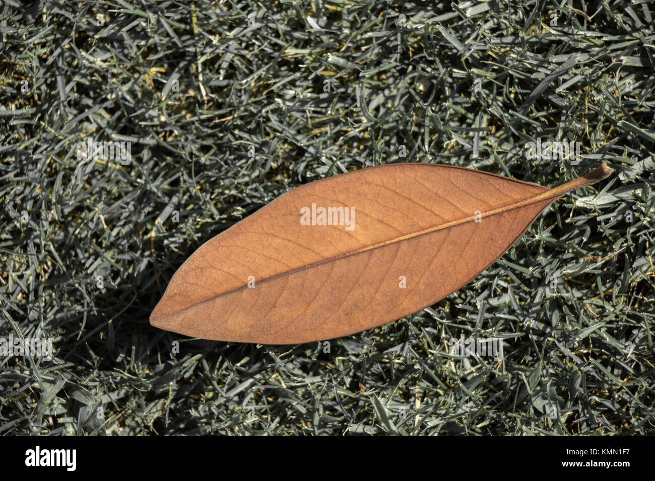 One separate dry leaf of Autumn times Stock Photo - Alamy