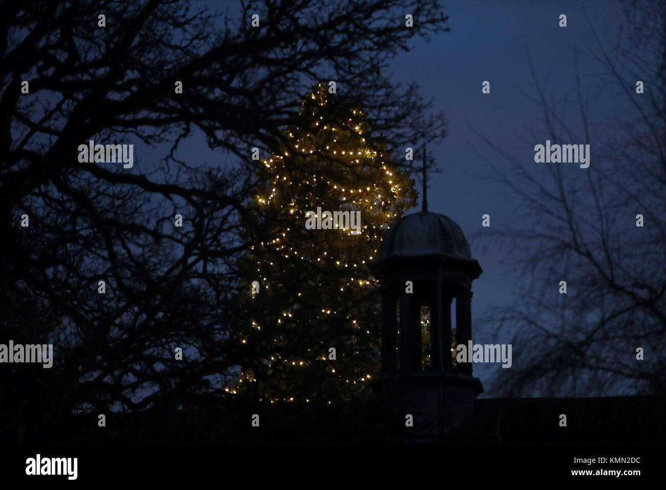 110 foot tall giant redwood wakehurst hi-res stock photography and ...