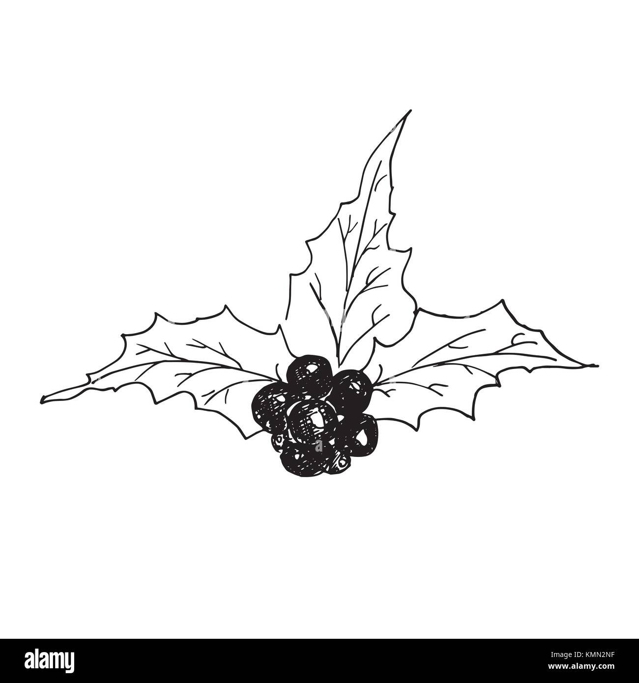 Holly Leaves and Berries hand drawn icon, Outline sketch doodle. Vector ...