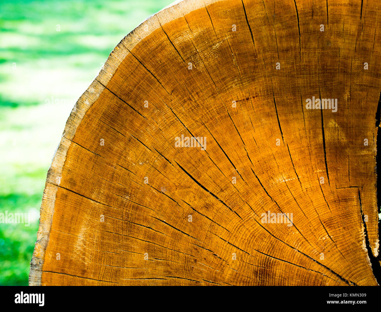 Wood Log cut in round thin pieces in view Stock Photo - Alamy