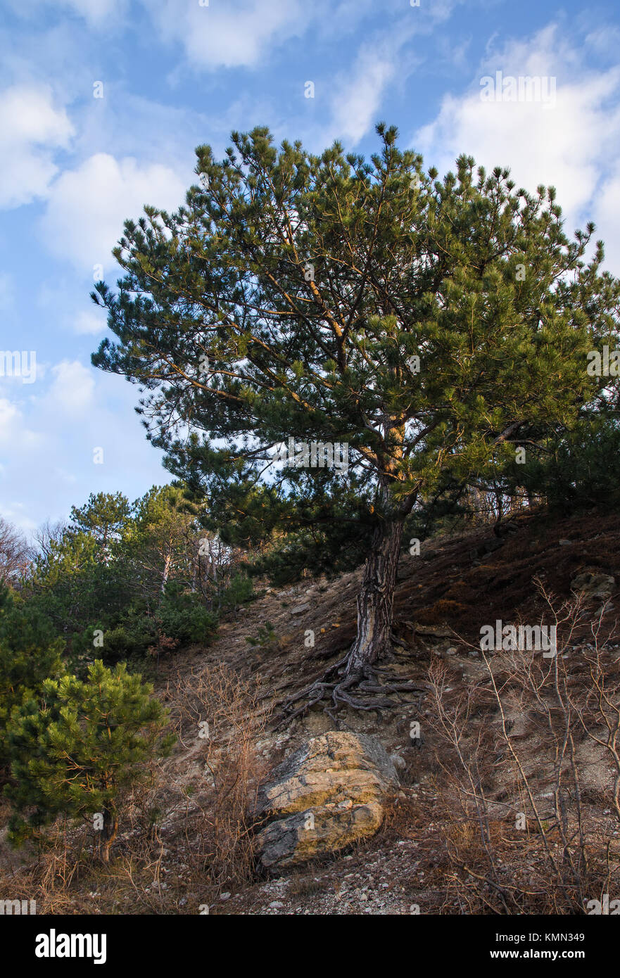 Lonely tree on the mountainside Stock Photo - Alamy