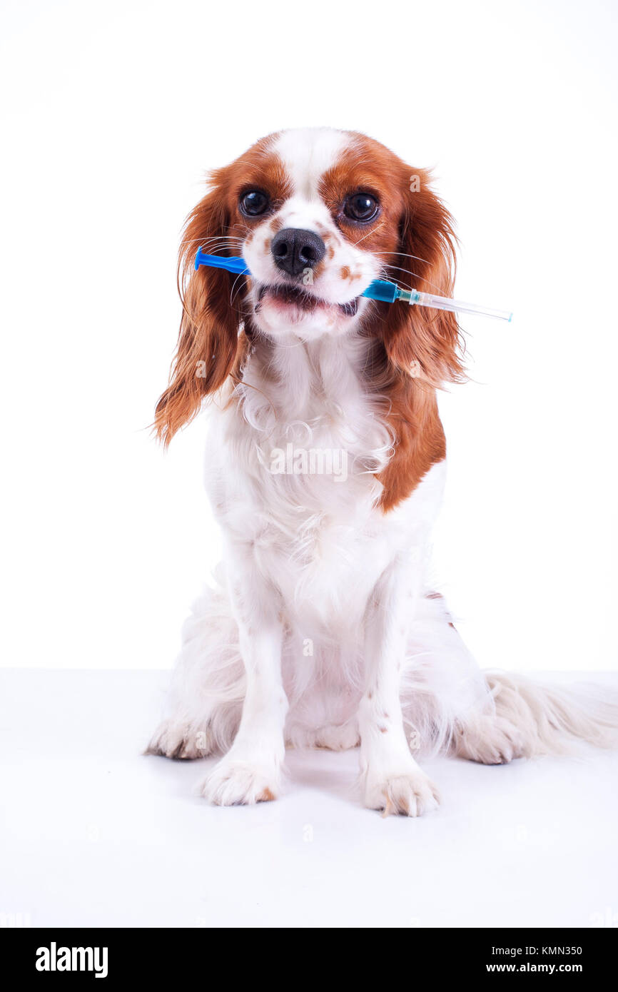 Dog pet animal vaccination in syringe. Dog holding syringe vaccination ...