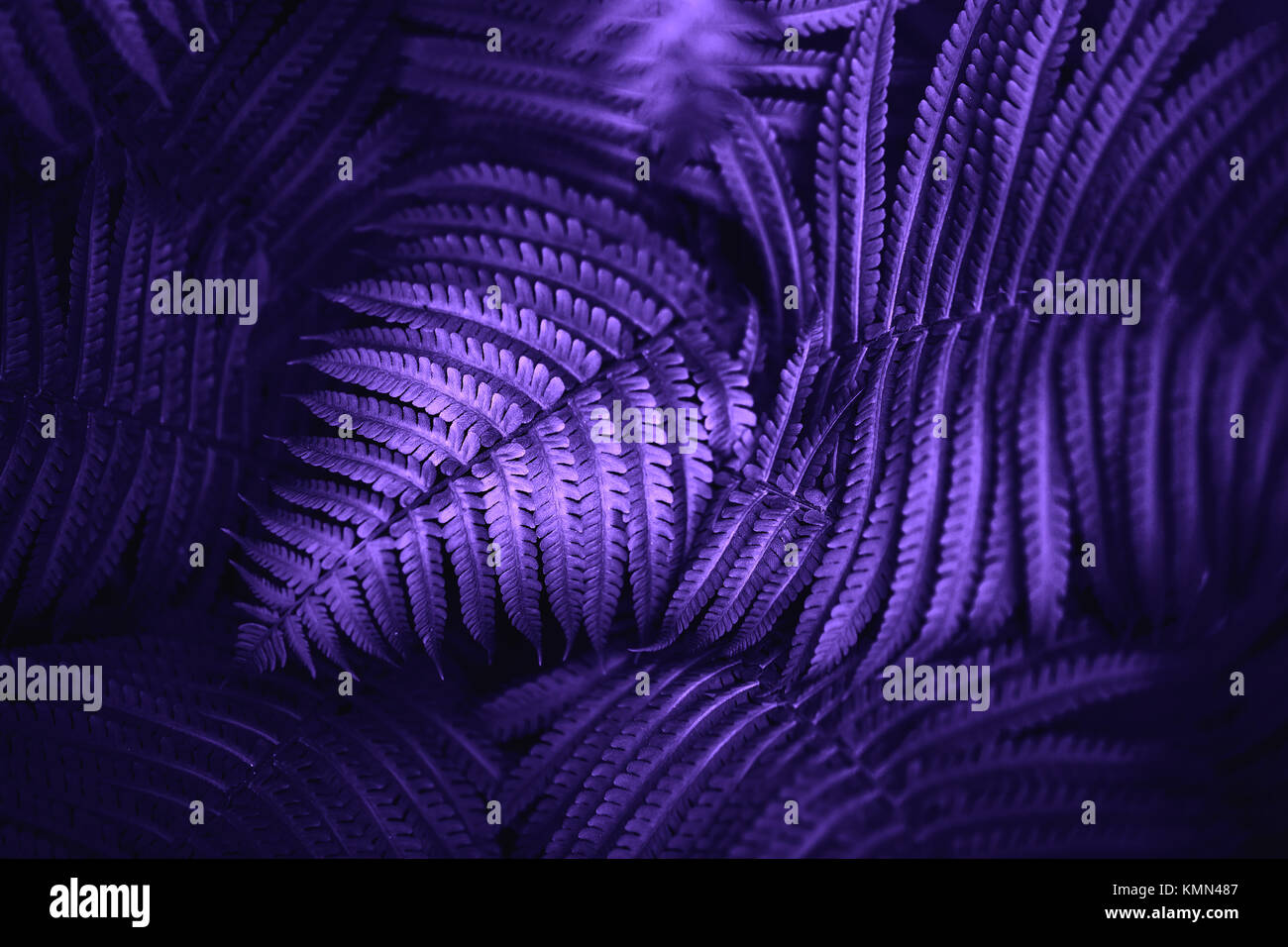 Beautiful fern leaves, macro Stock Photo - Alamy