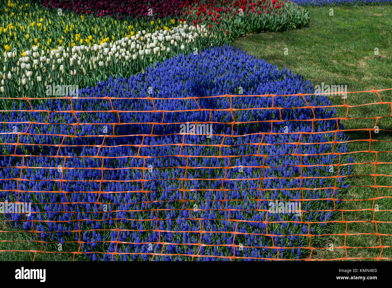Rubber fence protection in the tulip garden Stock Photo - Alamy