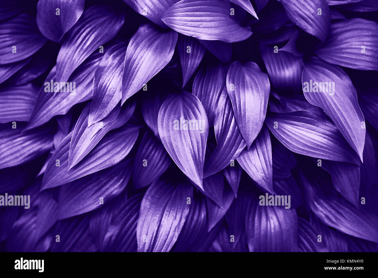 Ultra Violet background made of fresh green leaves Stock Photo - Alamy