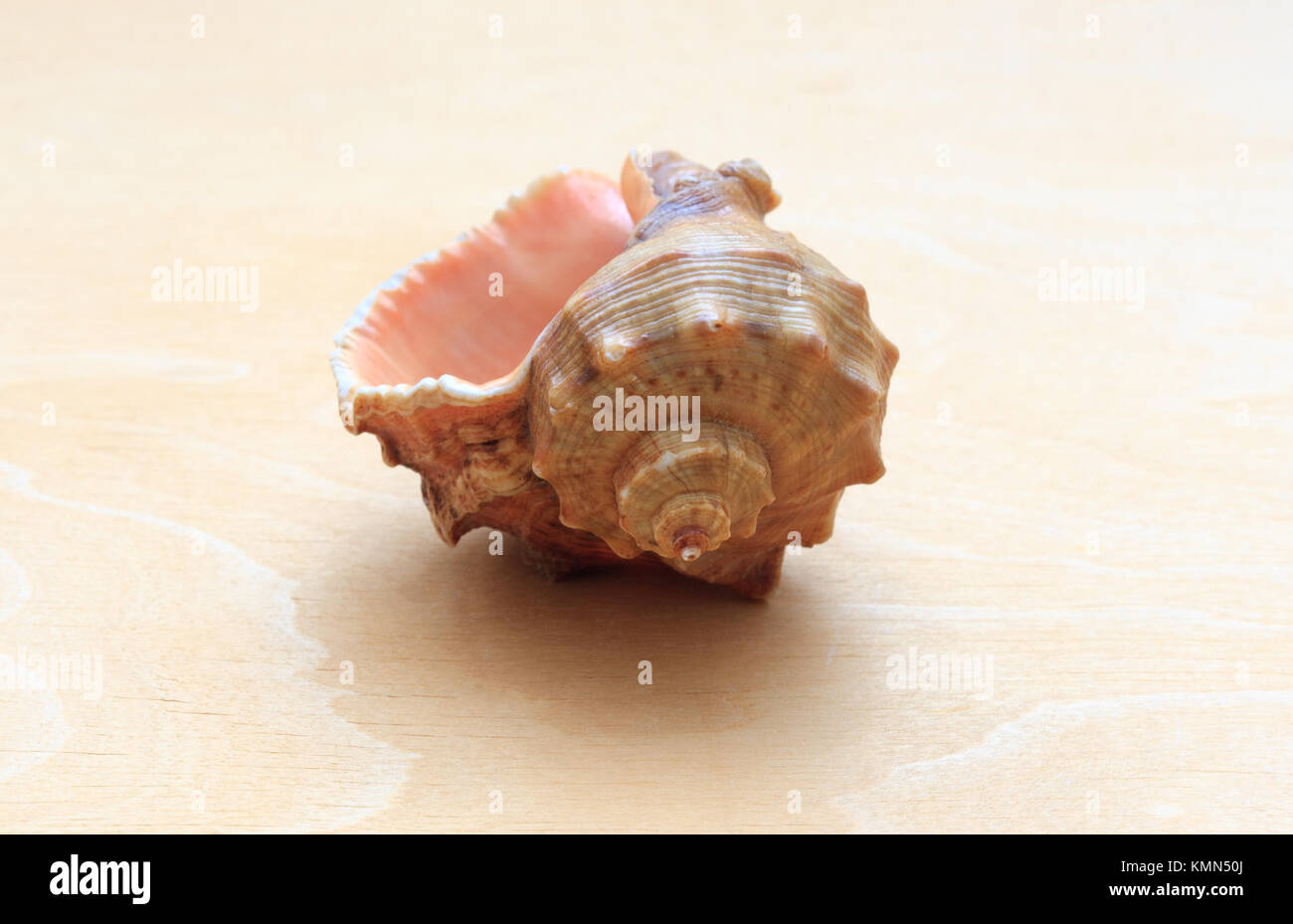 sea shell on a background of wood Stock Photo - Alamy