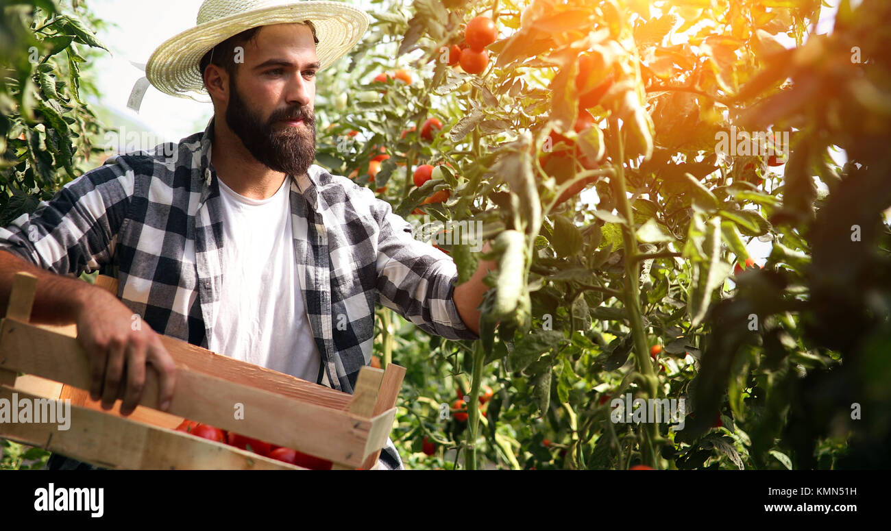 Male farmer picking fresh tomatoes from his hothouse garden Stock Photo - Alamy