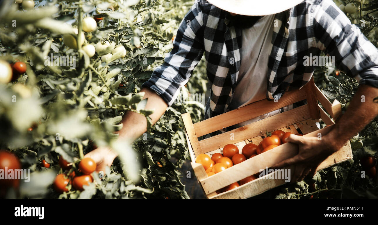 Male farmer picking fresh tomatoes from his hothouse garden Stock Photo - Alamy