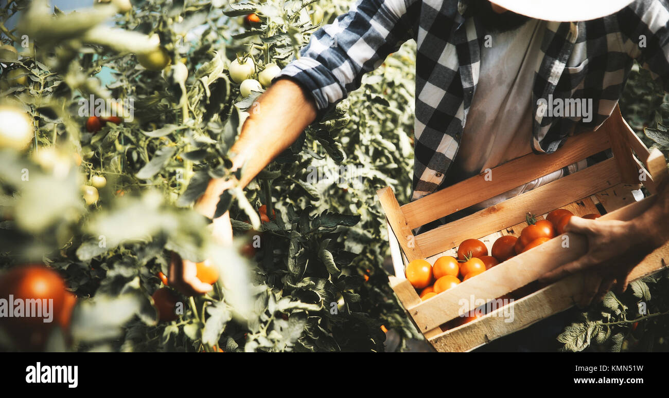 Male farmer picking fresh tomatoes from his hothouse garden Stock Photo - Alamy