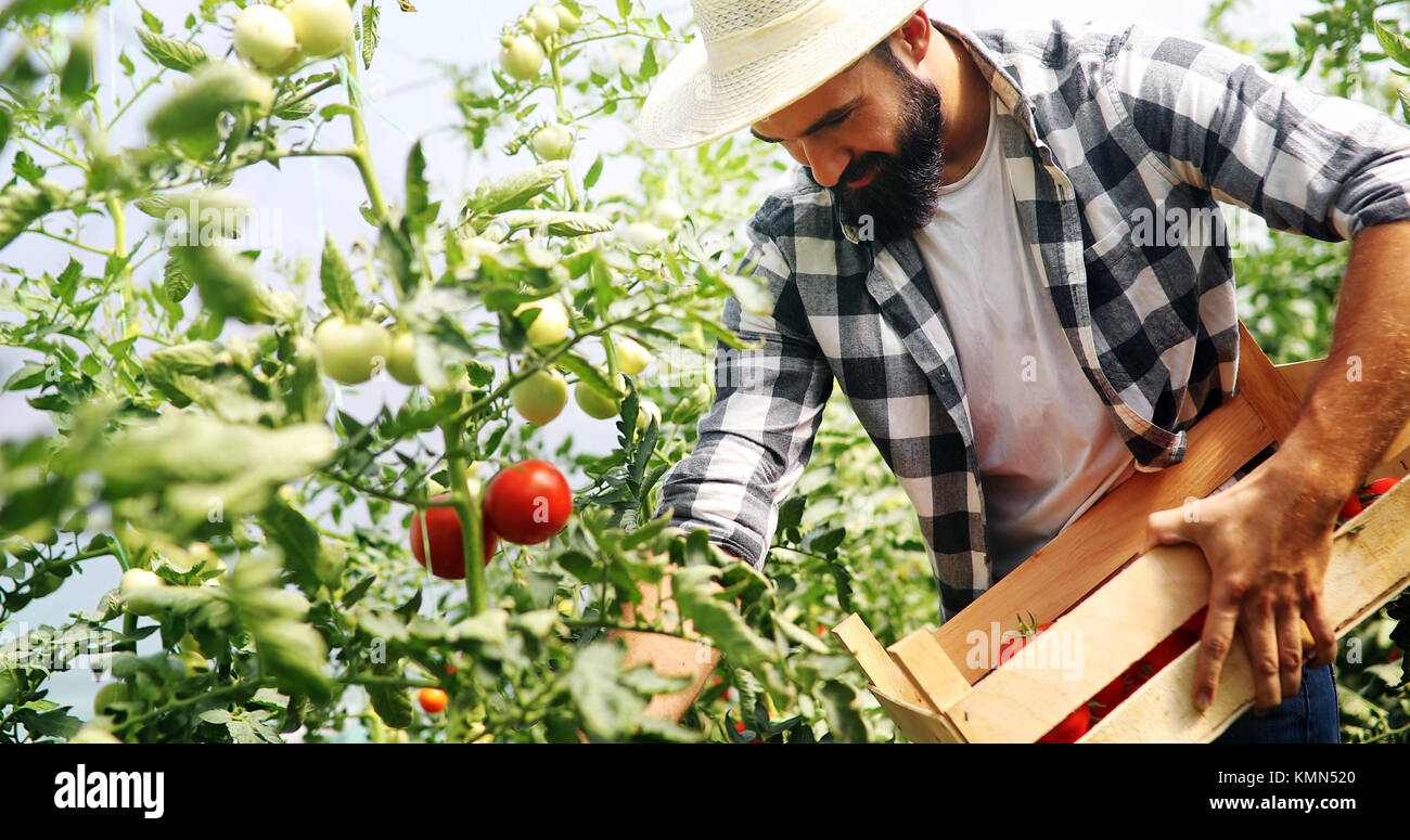 Male farmer picking fresh tomatoes from his hothouse garden Stock Photo - Alamy