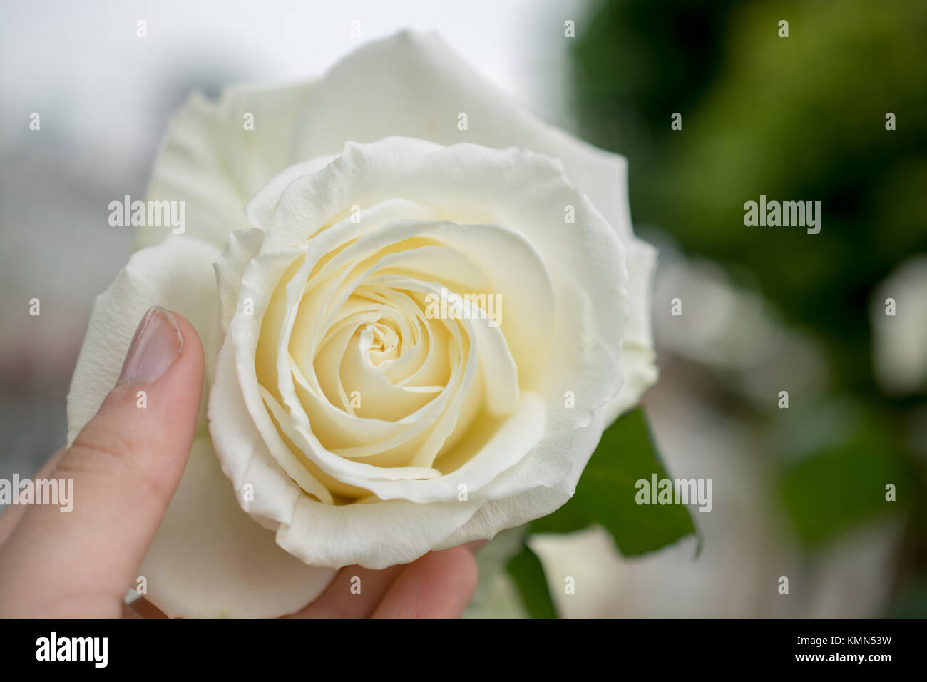 Hand holding a colorful Rose Flower Stock Photo - Alamy