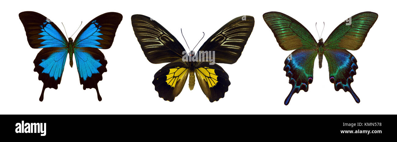 Collection of beautiful exotic colorful butterflies isolated on white ...