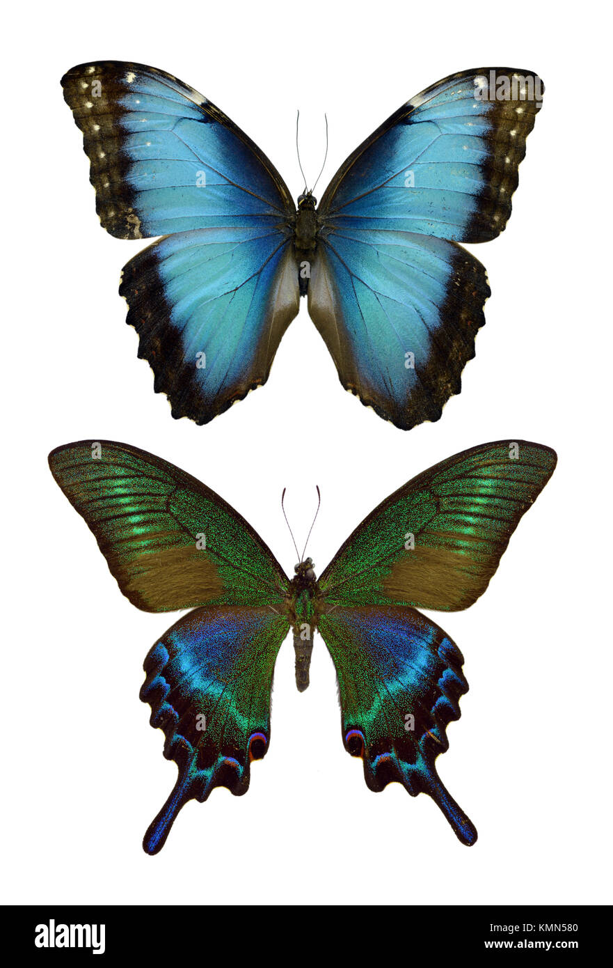 Collection of beautiful exotic colorful butterflies isolated on white ...