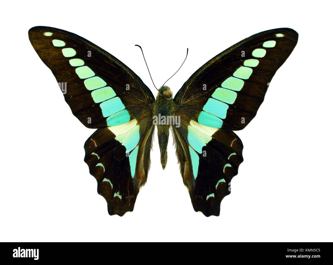 Beautiful exotic colorful Graphium Sarpedon butterfly isolated on white ...