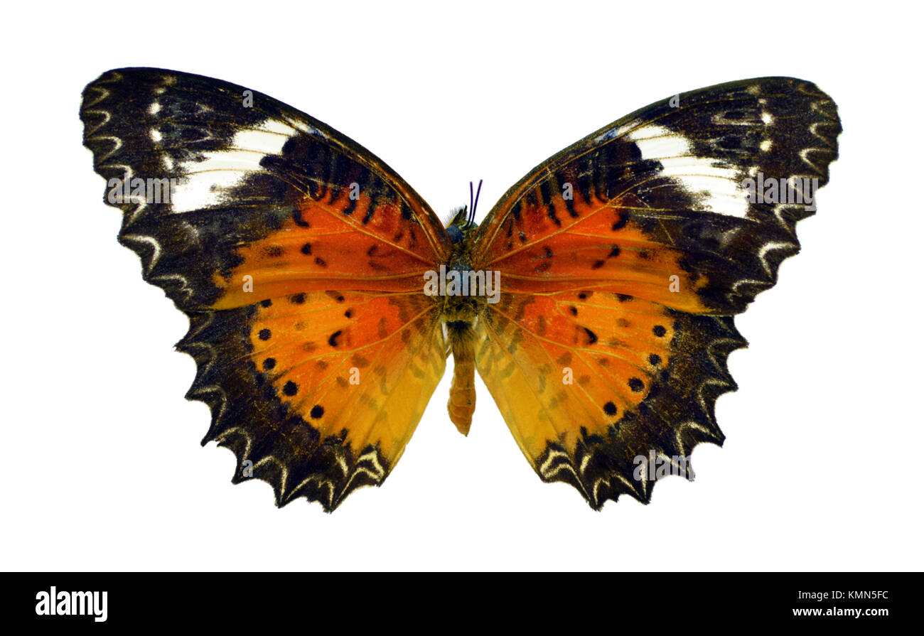 Beautiful exotic colorful Cethosia Biblis butterfly isolated on white ...
