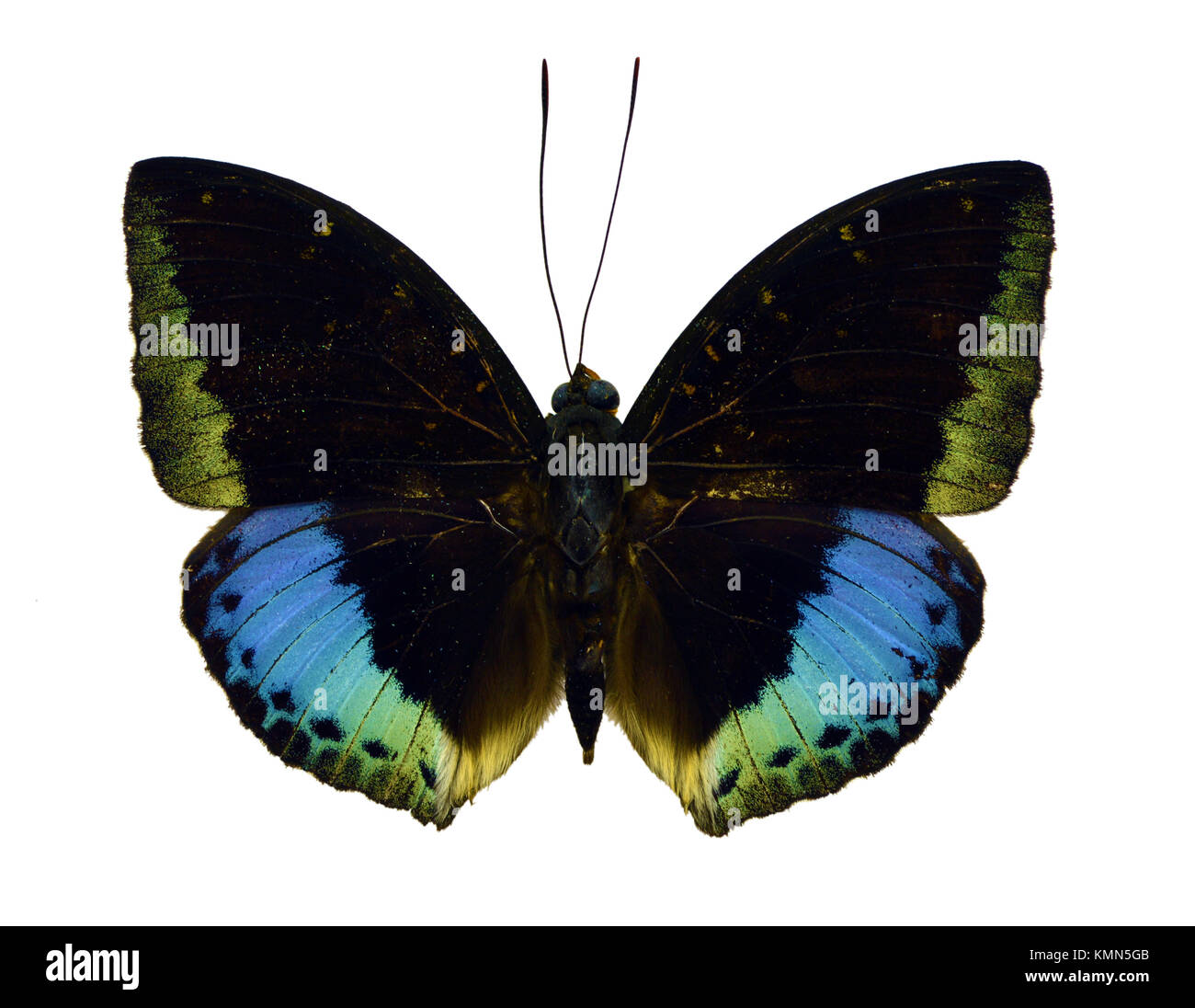 Beautiful exotic colorful Lexias Pardalis (male) butterfly isolated on ...