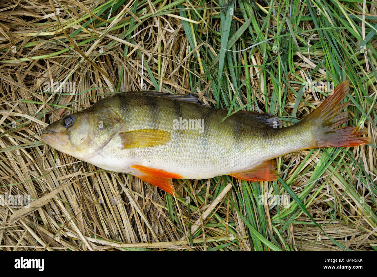 Perch scales hi-res stock photography and images - Alamy