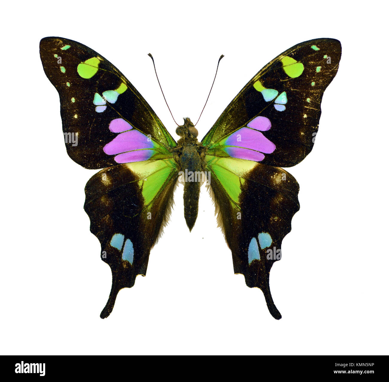 Beautiful exotic colorful Graphium Weiskei butterfly isolated on white ...