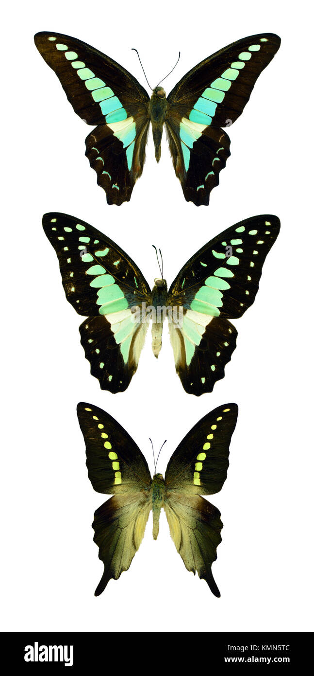 Collection of beautiful exotic colorful butterflies isolated on white ...
