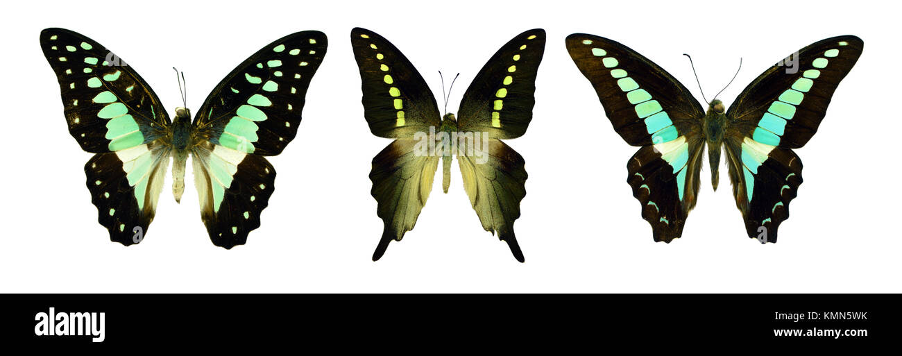 Collection of beautiful exotic colorful butterflies isolated on white ...