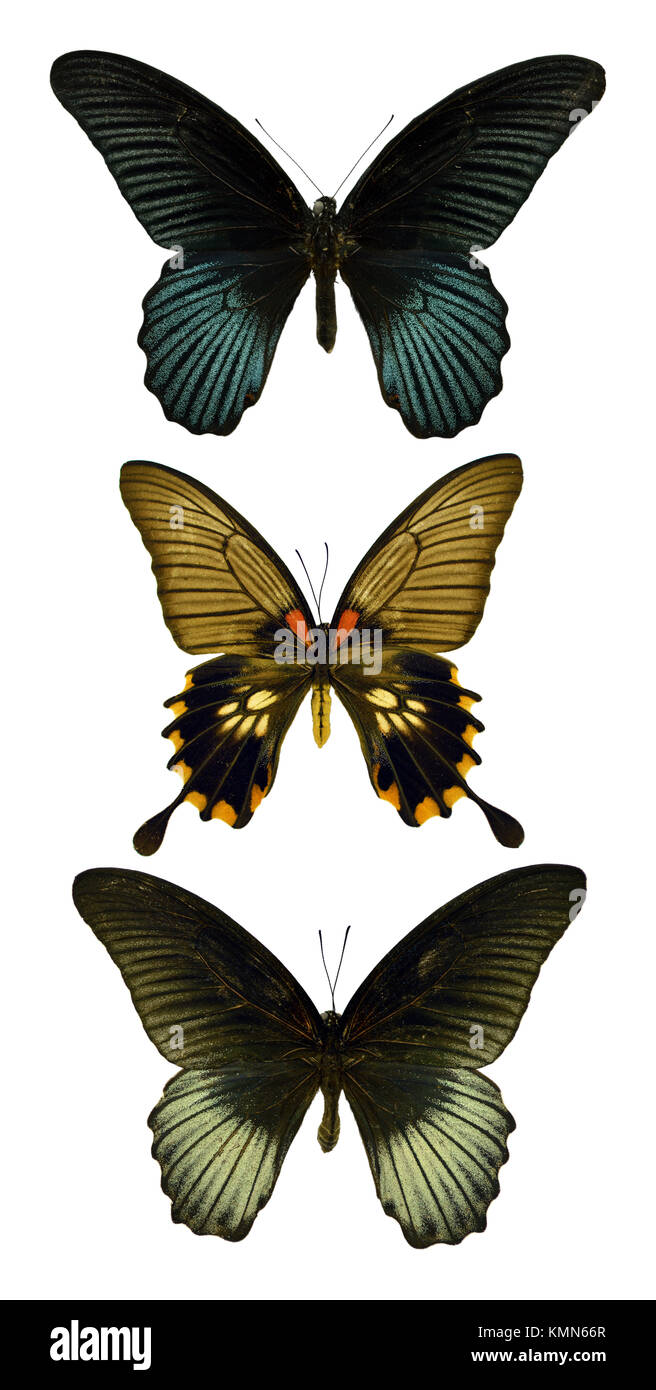 Collection of beautiful exotic colorful butterflies isolated on white ...