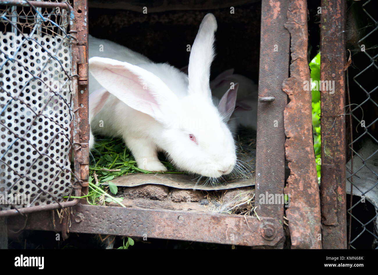 a white fluffy bunny rabbit in a cage Stock Photo - Alamy