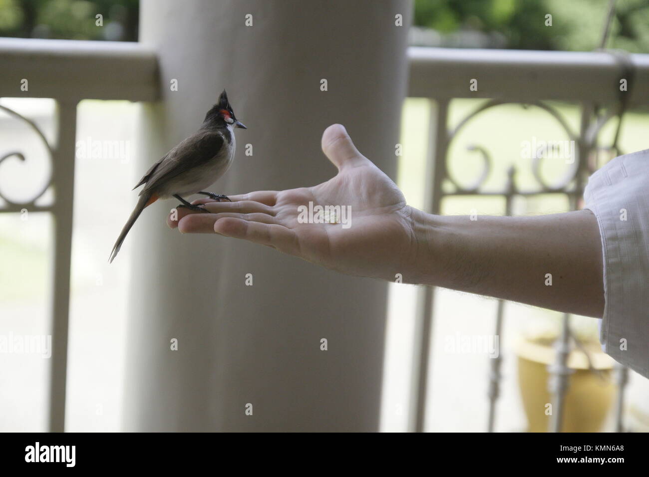 Moineau oiseaux moineaux hi-res stock photography and images - Alamy