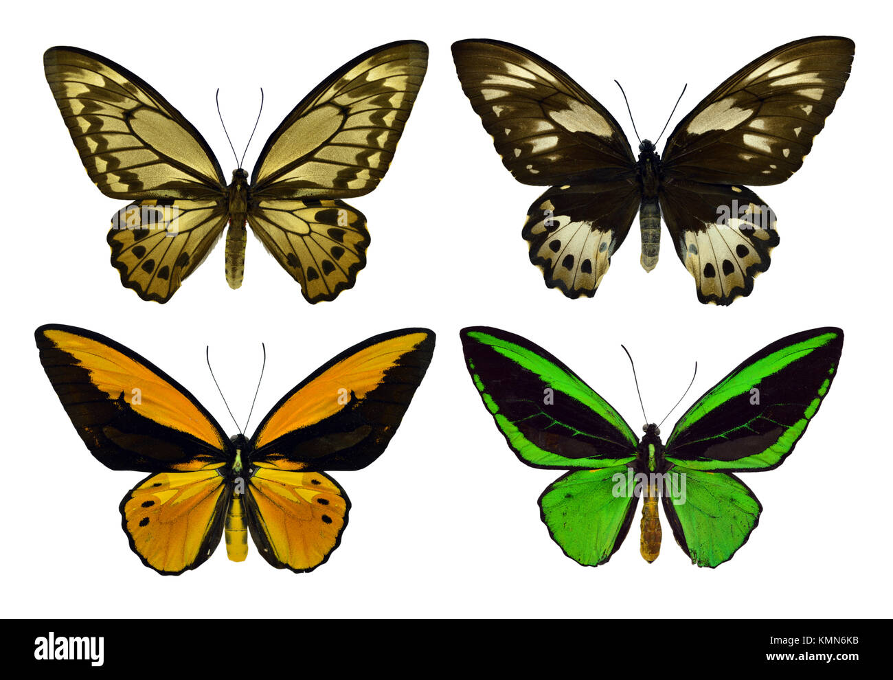 Collection of beautiful exotic colorful butterflies isolated on white ...