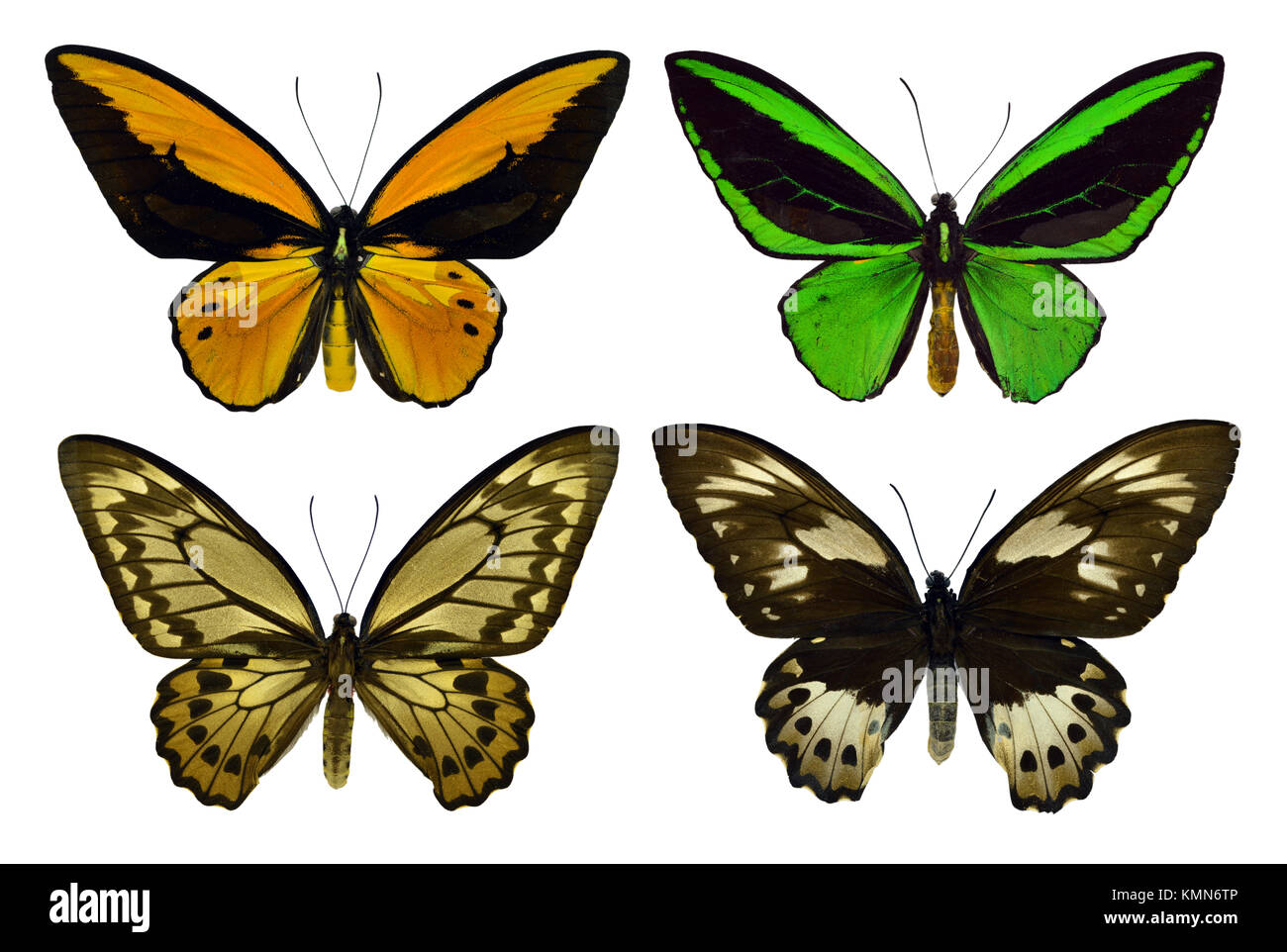 Collection of beautiful exotic colorful butterflies isolated on white ...