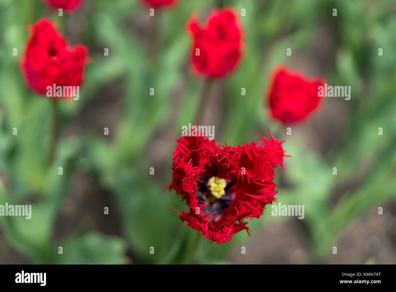 red tulip, close up Stock Photo - Alamy