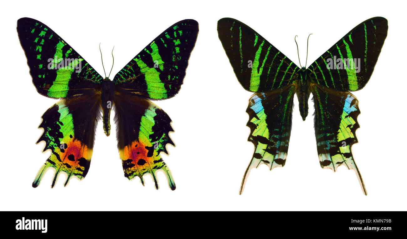 Collection of beautiful exotic colorful butterflies isolated on white ...