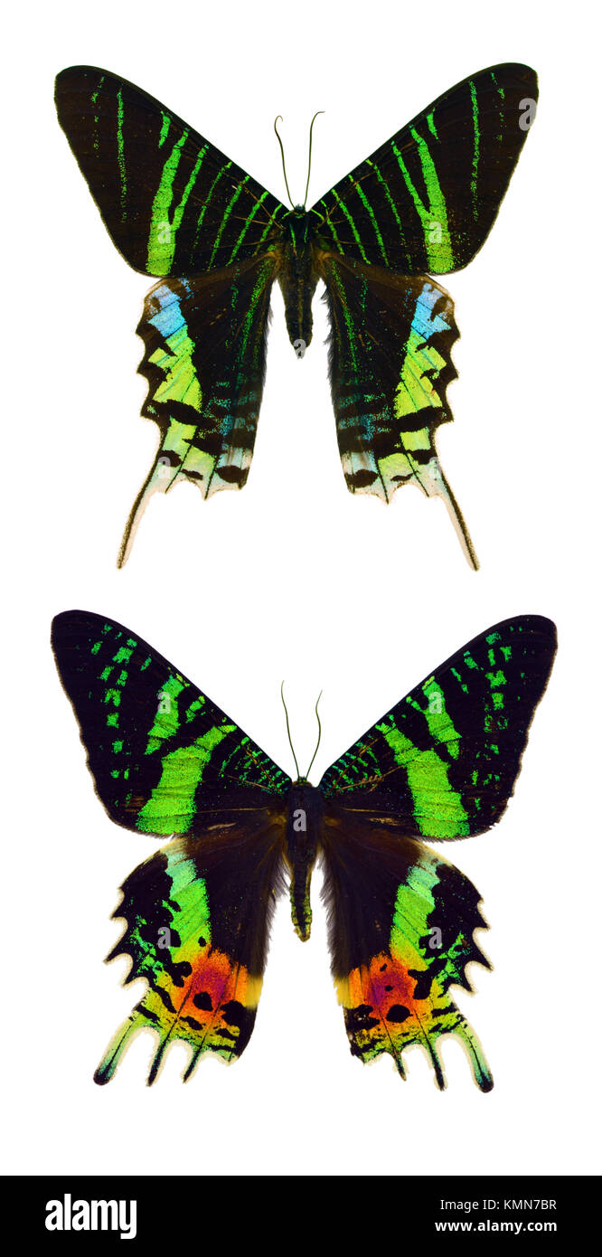 Collection of beautiful exotic colorful butterflies isolated on white ...