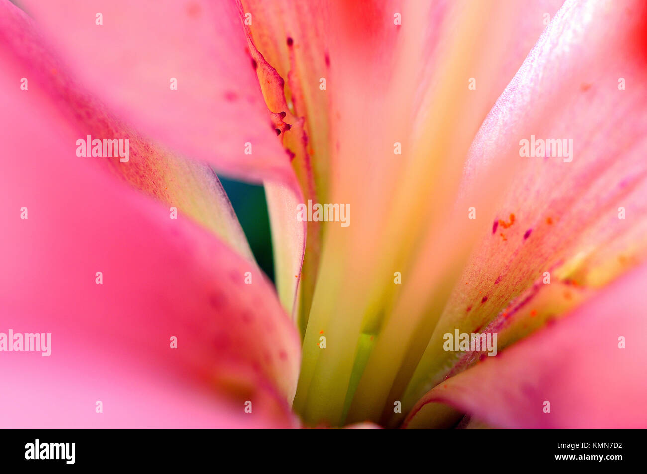 Close up of pink lily flower for background or texture Stock Photo - Alamy