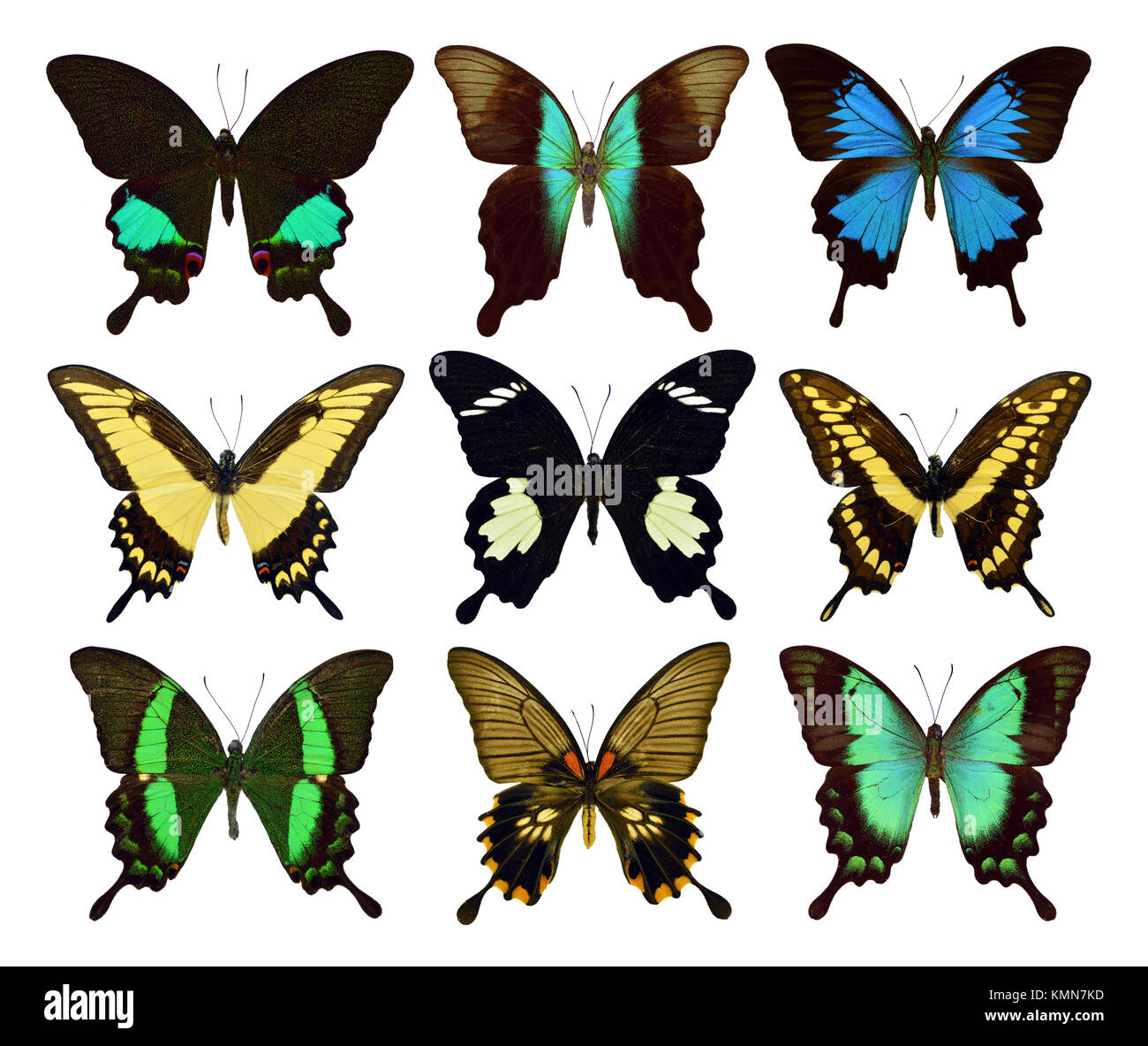 Collection of beautiful exotic colorful butterflies isolated on white ...