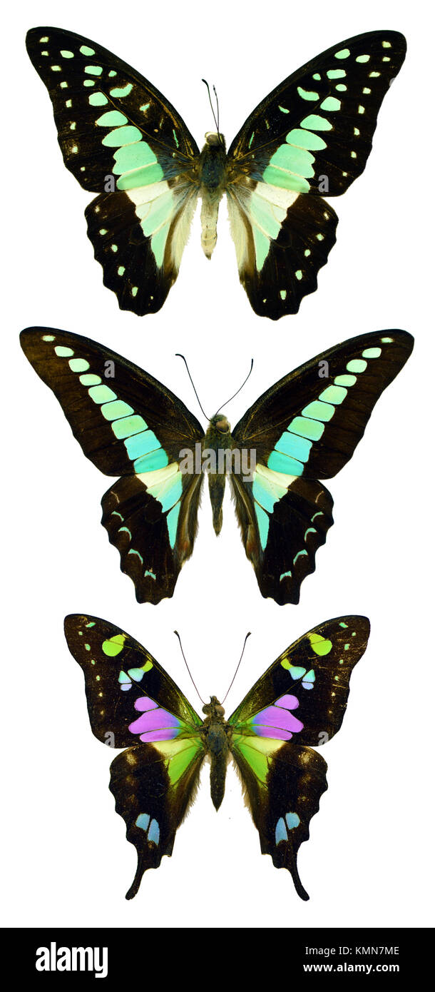 Collection of beautiful exotic colorful butterflies isolated on white ...