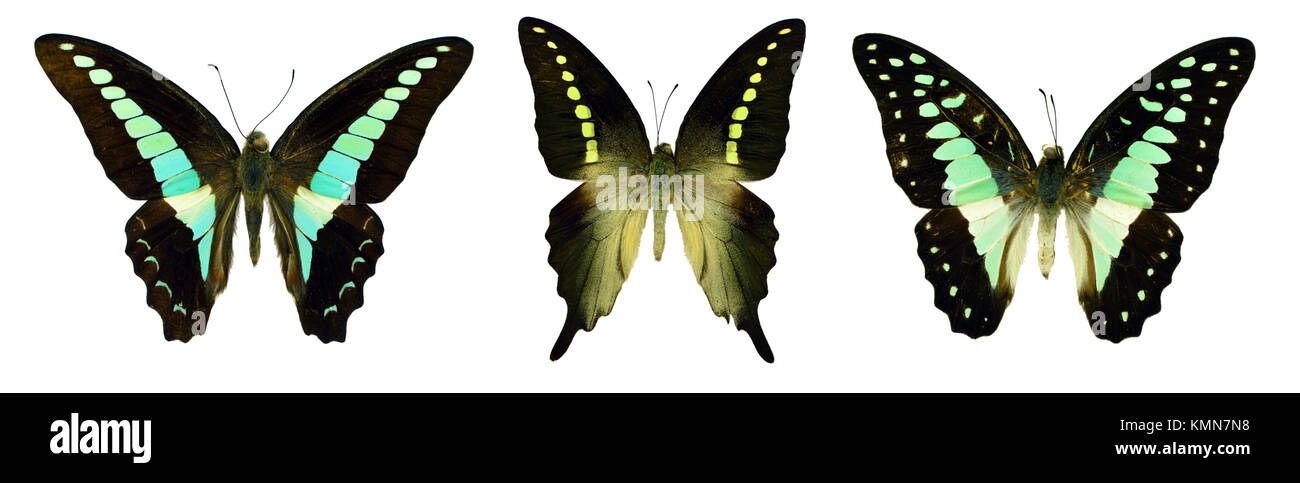 Collection of beautiful exotic colorful butterflies isolated on white ...