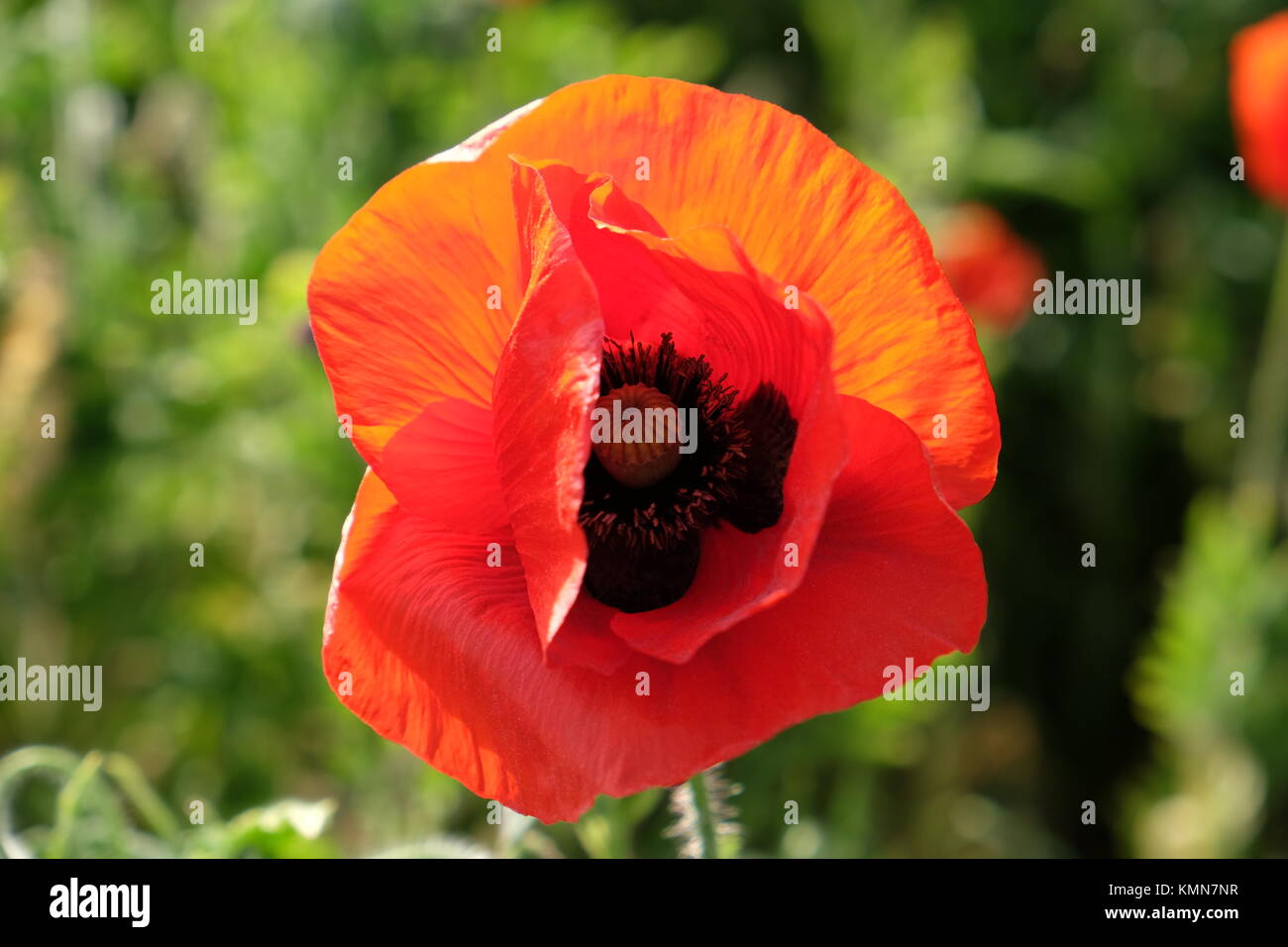 Poppy flower close up in a field Stock Photo - Alamy