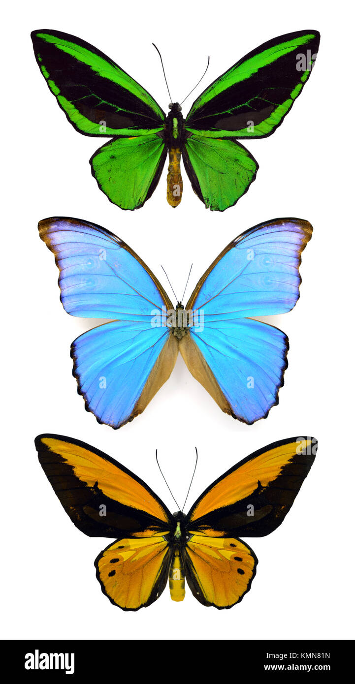 Collection of beautiful exotic colorful butterflies isolated on white ...