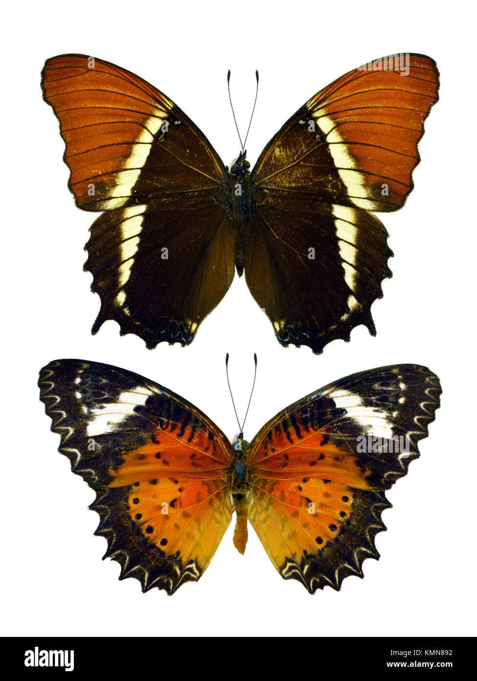 Collection of beautiful exotic colorful butterflies isolated on white ...